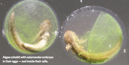 Algae and Salamanders: An Unlikely Duo - syn·op·sis