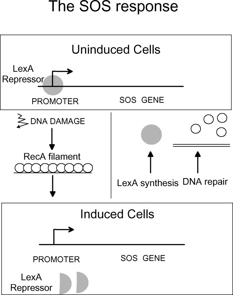 The Root of Antibiotic Resistance - syn·op·sis