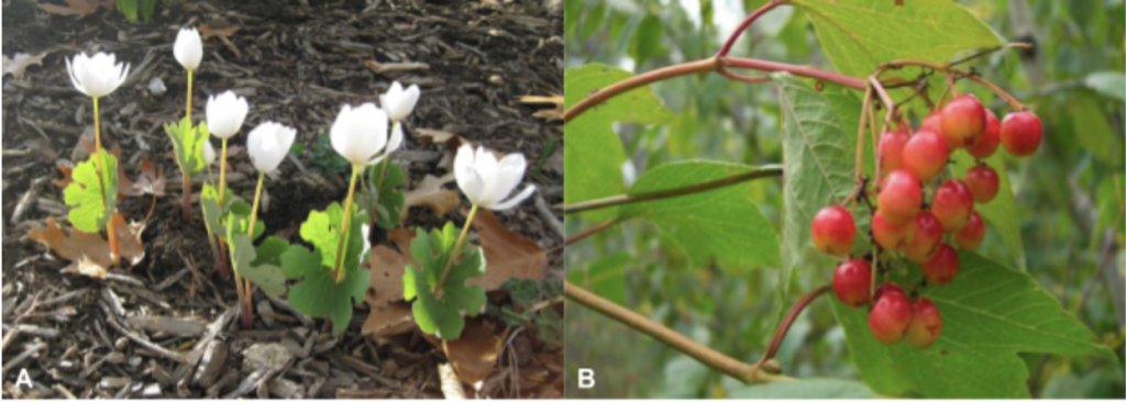 A Brief History of Canadian Medicine - syn·op·sis