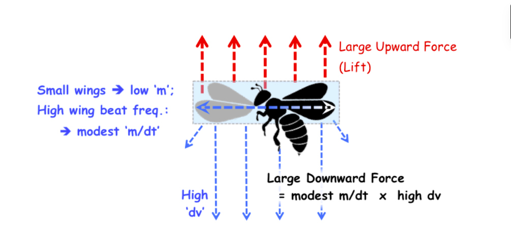 “According to all known laws of aviation, there is no way a bee should ...