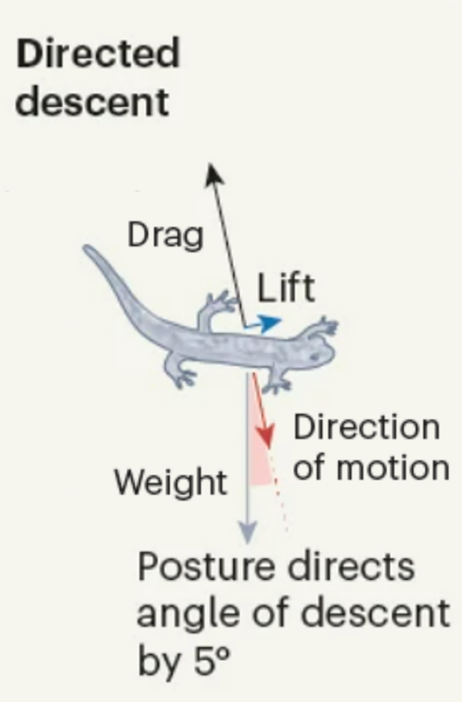 Fly Away Little Salamander - syn·op·sis