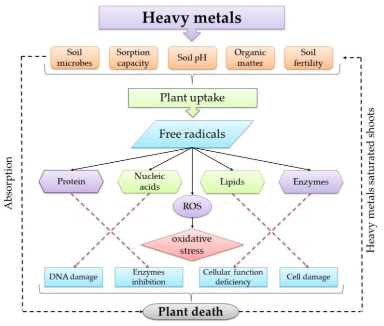 Heavy Metals and Crop Contamination - syn·op·sis