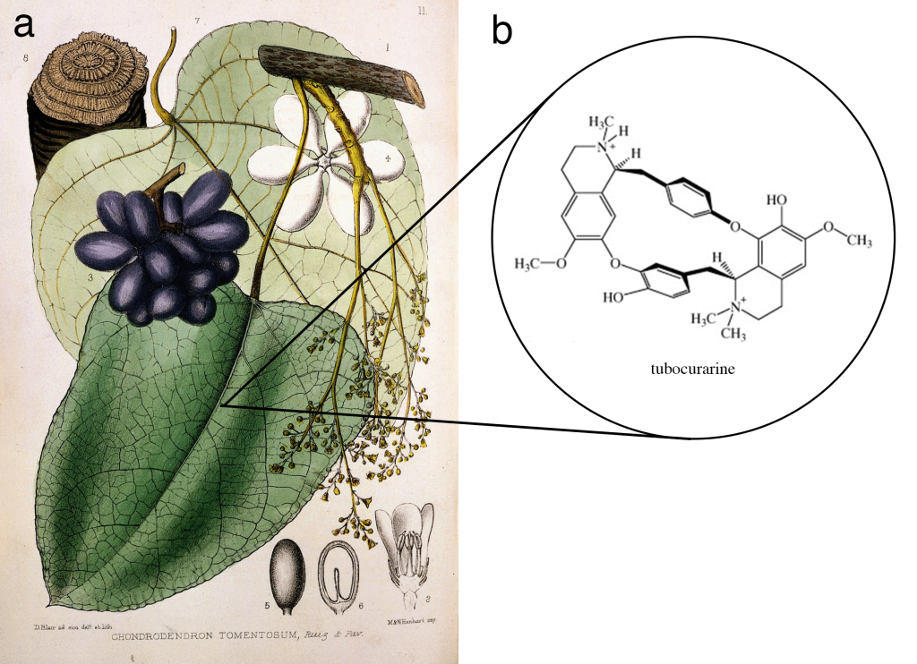 Curare: the False Anaesthetic - syn·op·sis