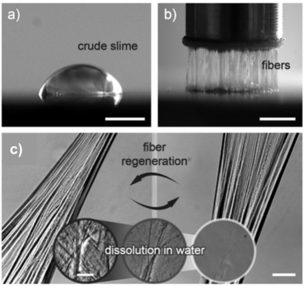 Velvet Worm Slime: The Future of Sustainable Materials - syn·op·sis