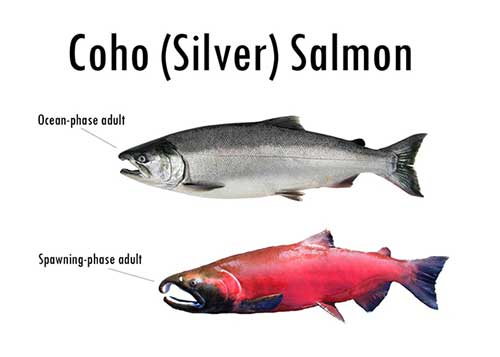 Zombie Salmon: The Swimming Dead - syn·op·sis