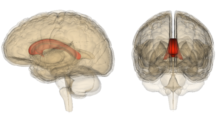 Split Brain Syndrome and the Location of Consciousness - syn·op·sis