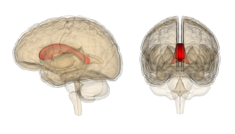 Split Brain Syndrome and the Location of Consciousness - syn·op·sis